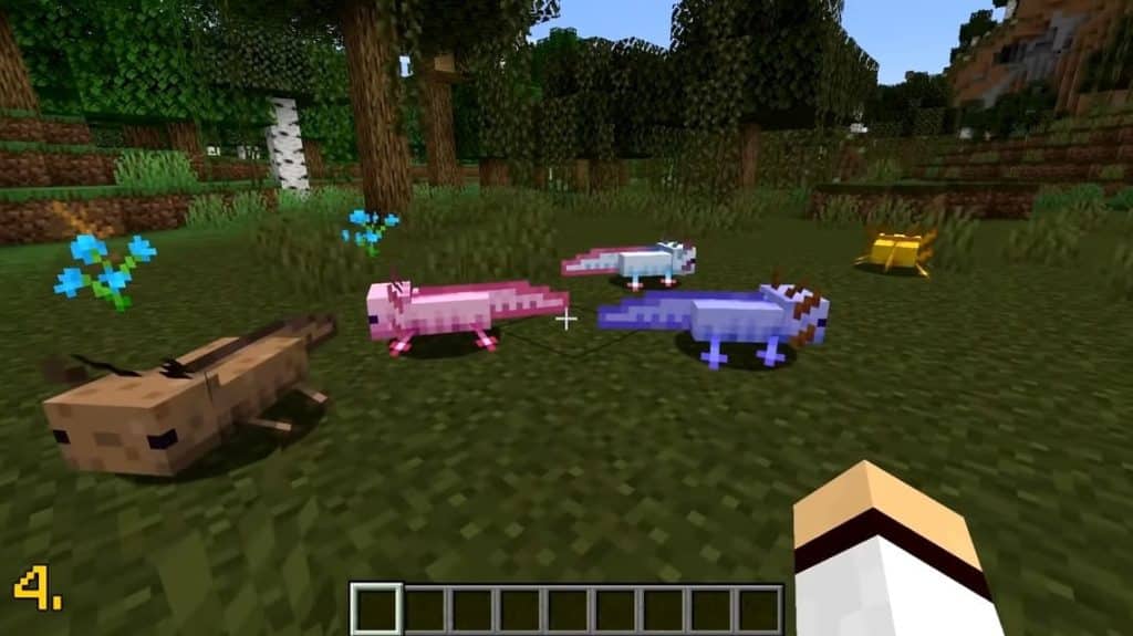 Everything You Need To Know From Axolotl Minecraft