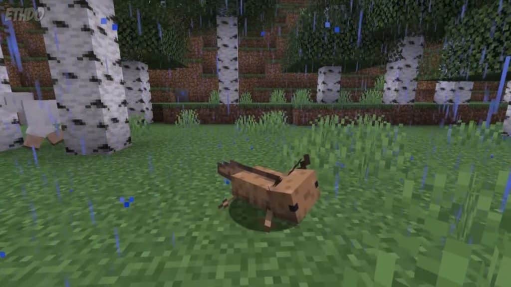Everything You Need To Know From Axolotl Minecraft