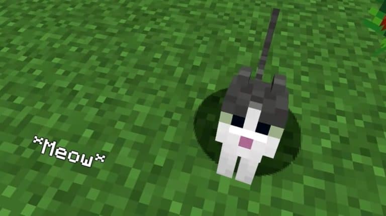 Everything You Need to Know About Minecraft Cats