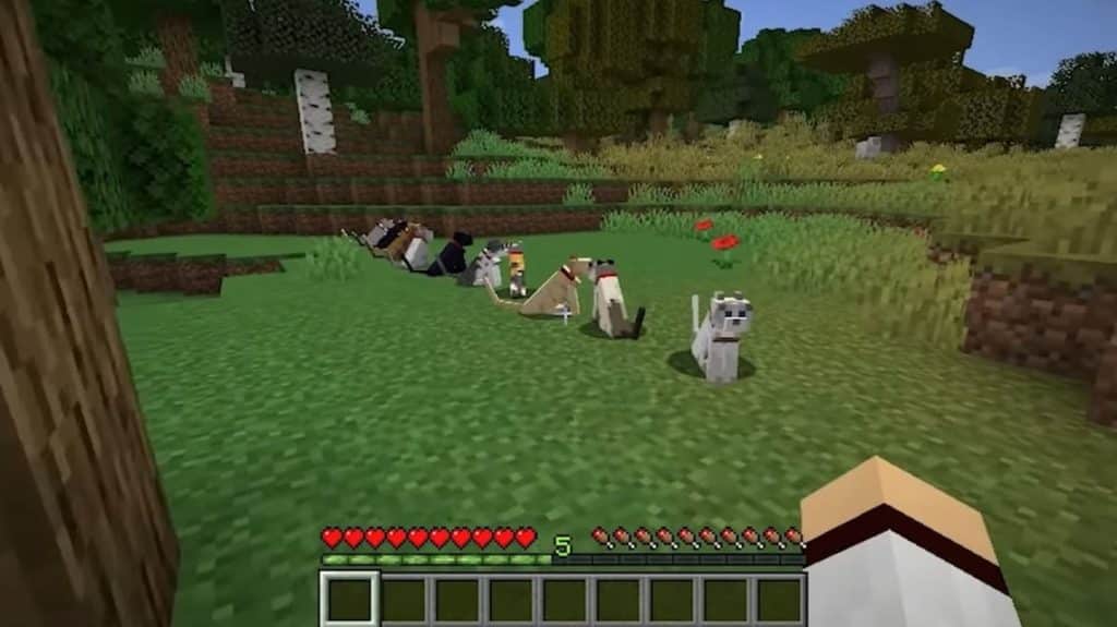 Everything You Need To Know About Minecraft Cats